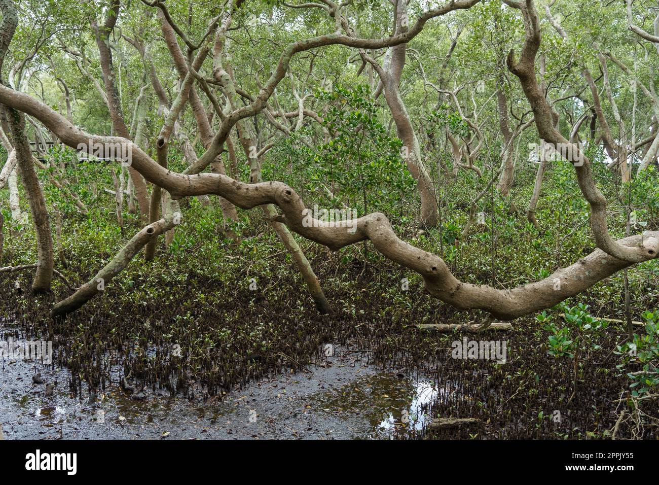Mangrove forest with a mix of young and older trees. Twisted branch in ...