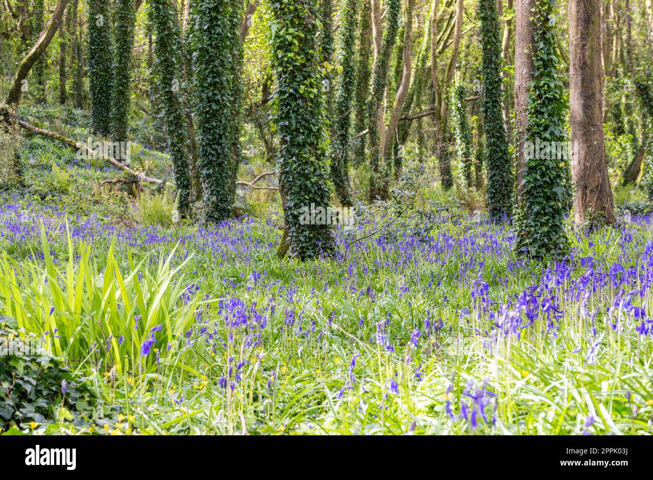 Courtmacsherry, West Cork, Ireland. 24th Apr, 2023. Bluebells in full ...