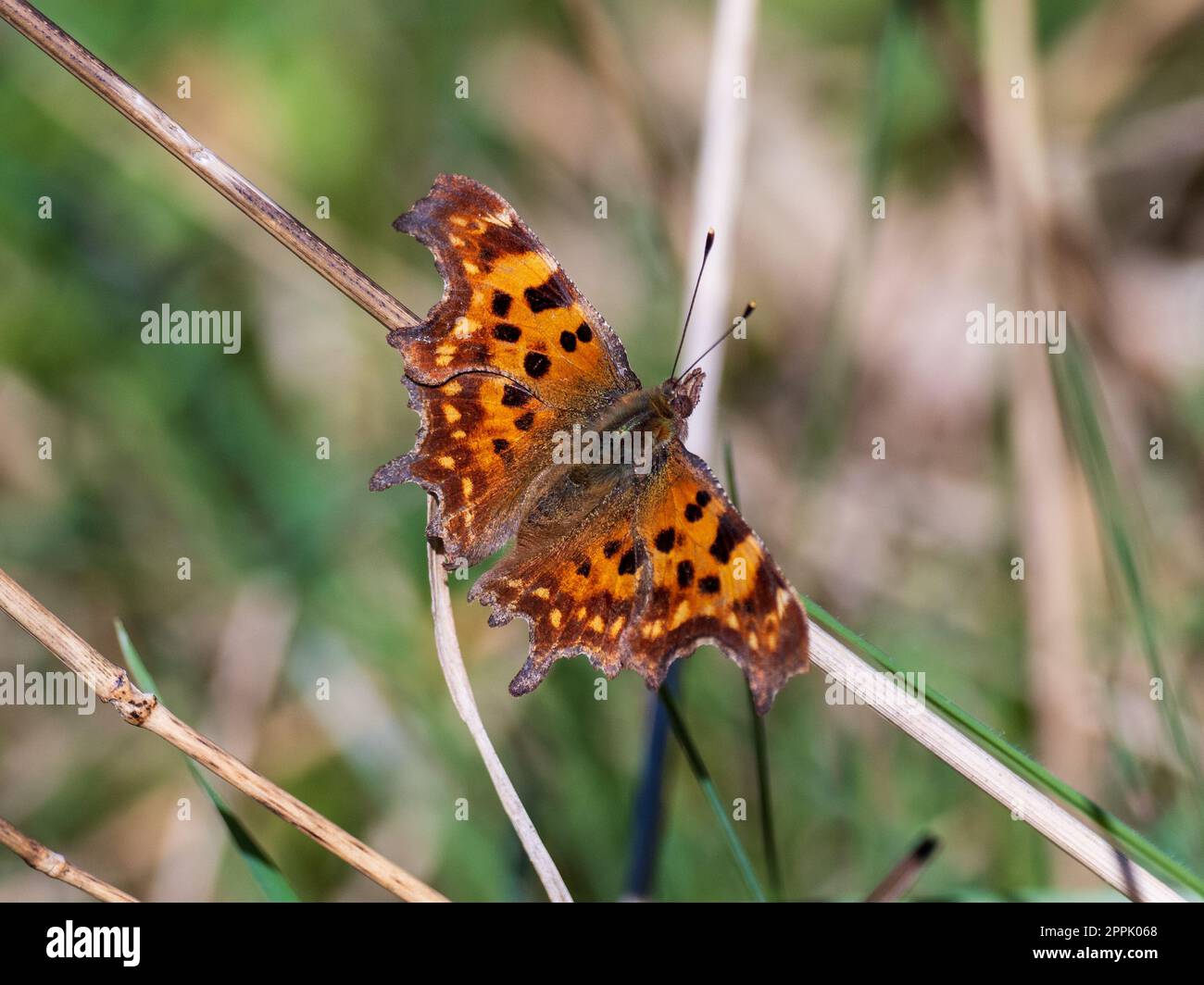 Comma Butterfly Resting Wings Open Stock Photo - Alamy