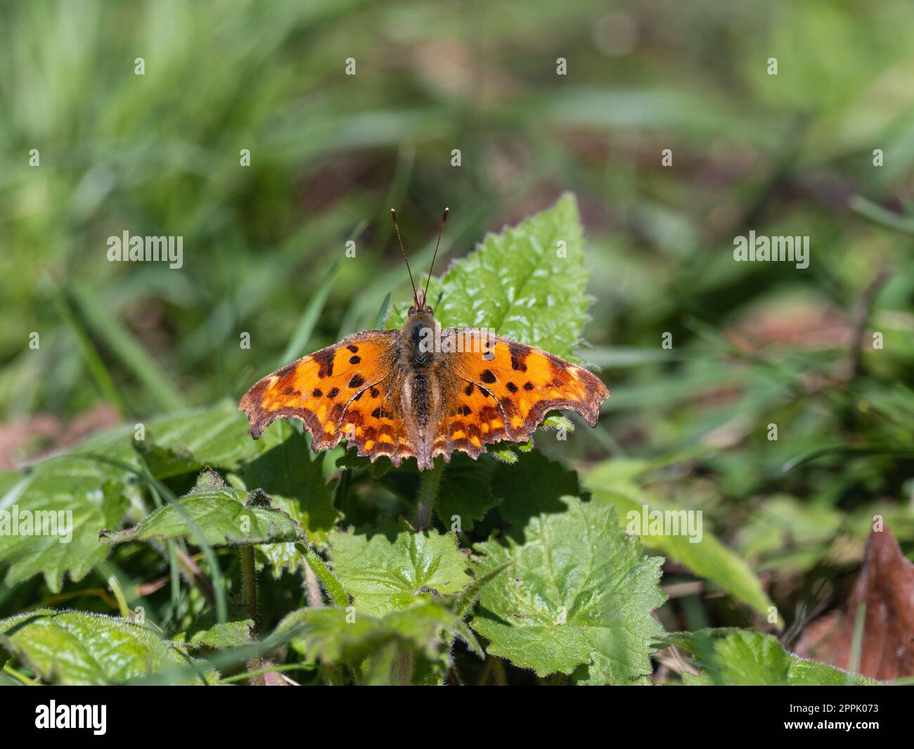 Comma butterfly resting wings hi-res stock photography and images - Alamy