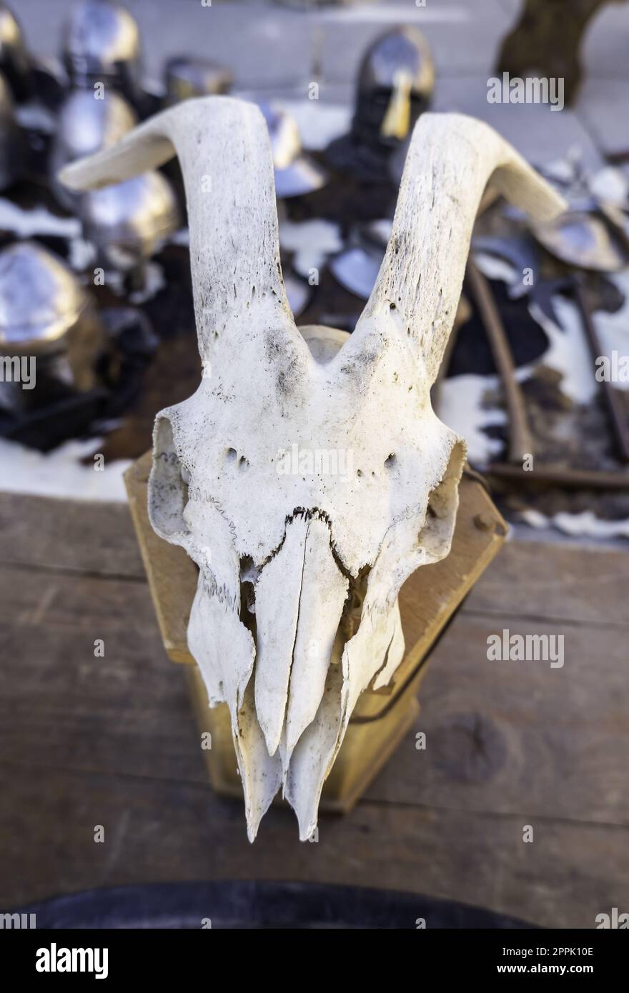 Medieval goat skull Stock Photo - Alamy