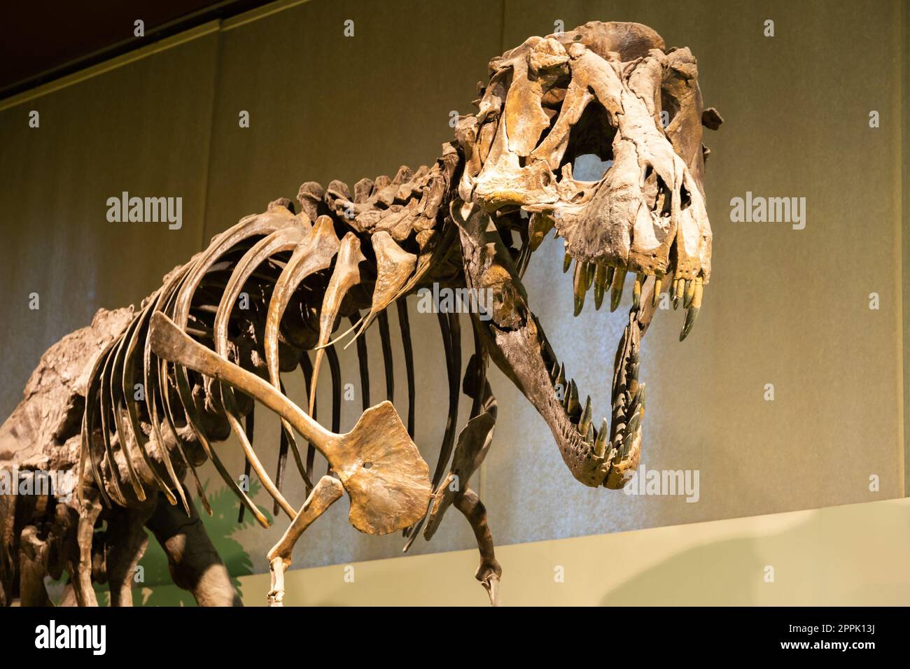 Tyrannosaurus rex in museum hi-res stock photography and images - Alamy