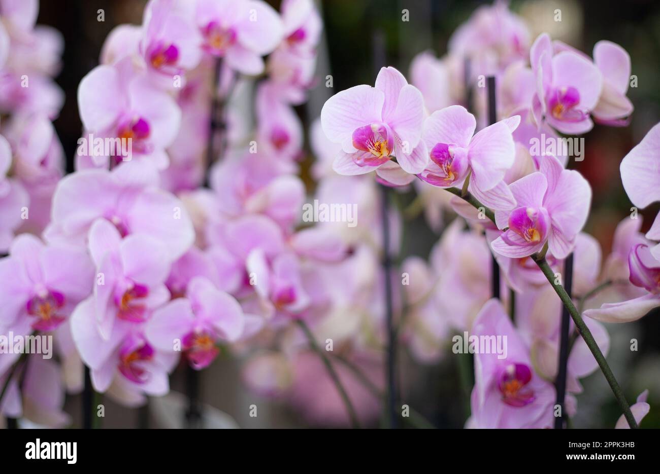 Bright beautiful spring flower orchid on the background of nature and ...
