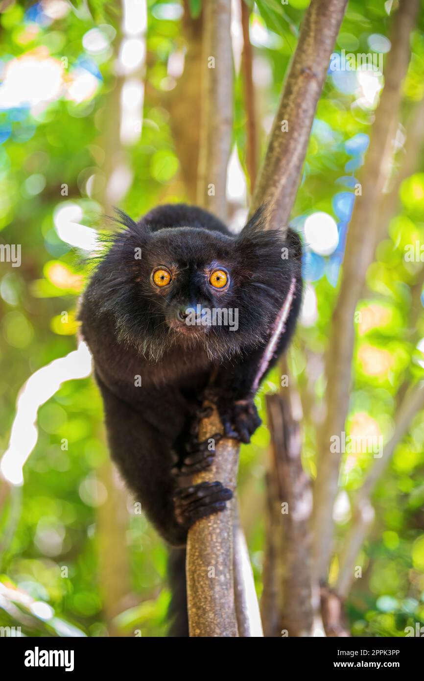 Black Lemur - Eulemur macaco, unique black primate from North ...