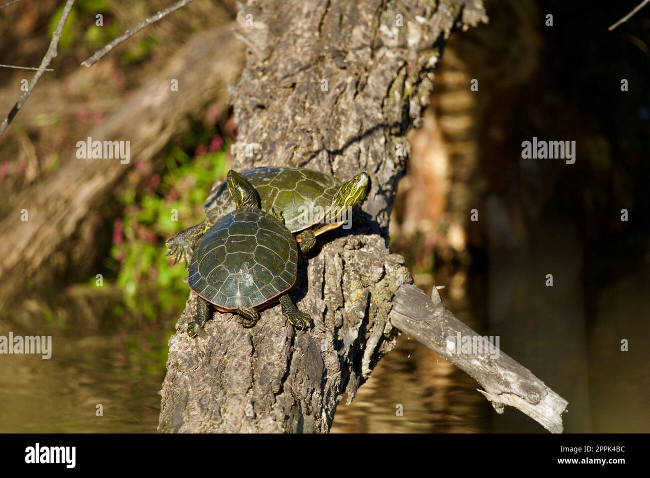 Juvenile tree hi-res stock photography and images - Alamy