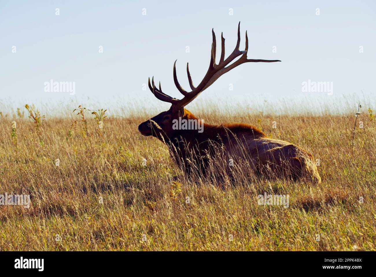 An impressive mature bull elk standing in a grassy clearing, showcasing ...