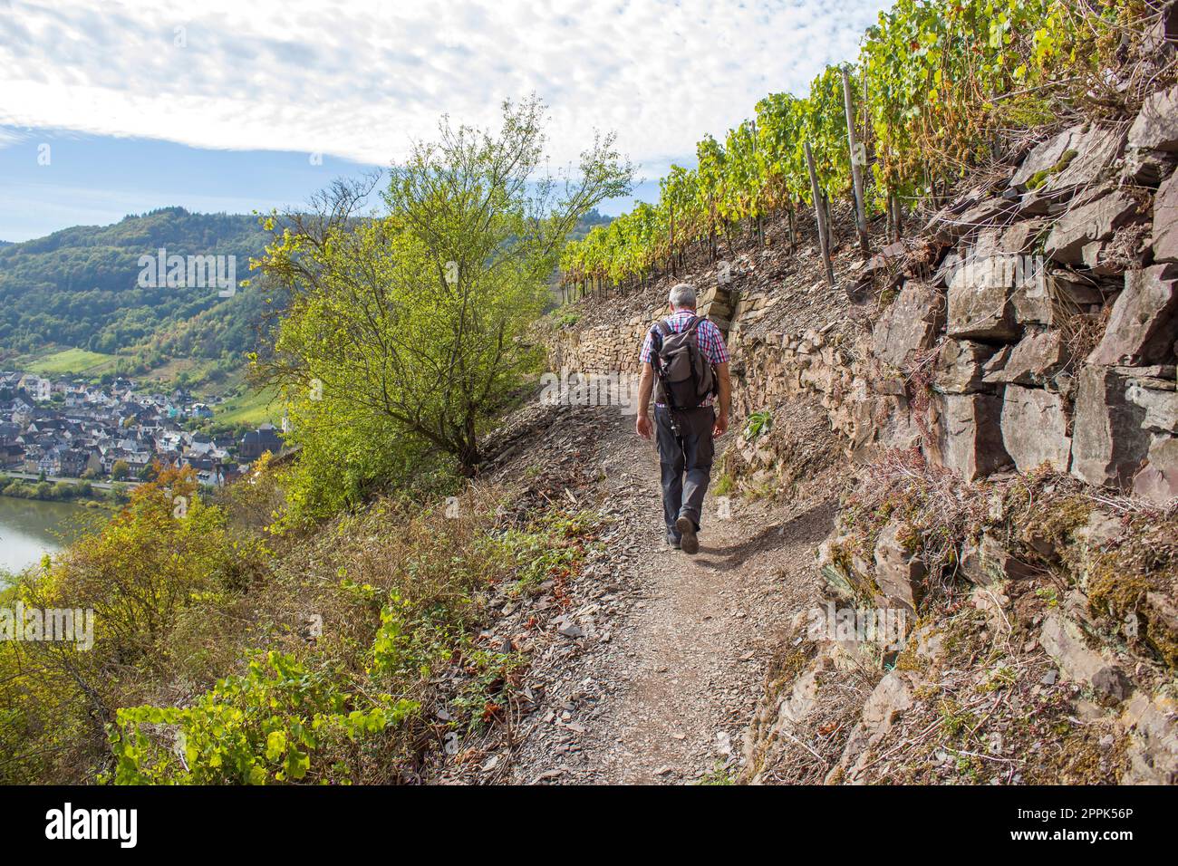 Calmont Climbing, Bremm, Mosel Valley, Germany Stock Photo - Alamy
