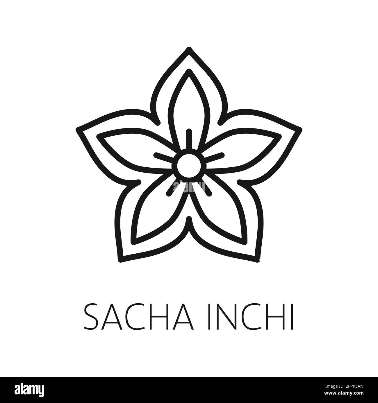 Sacha inchi plant Black and White Stock Photos & Images - Alamy