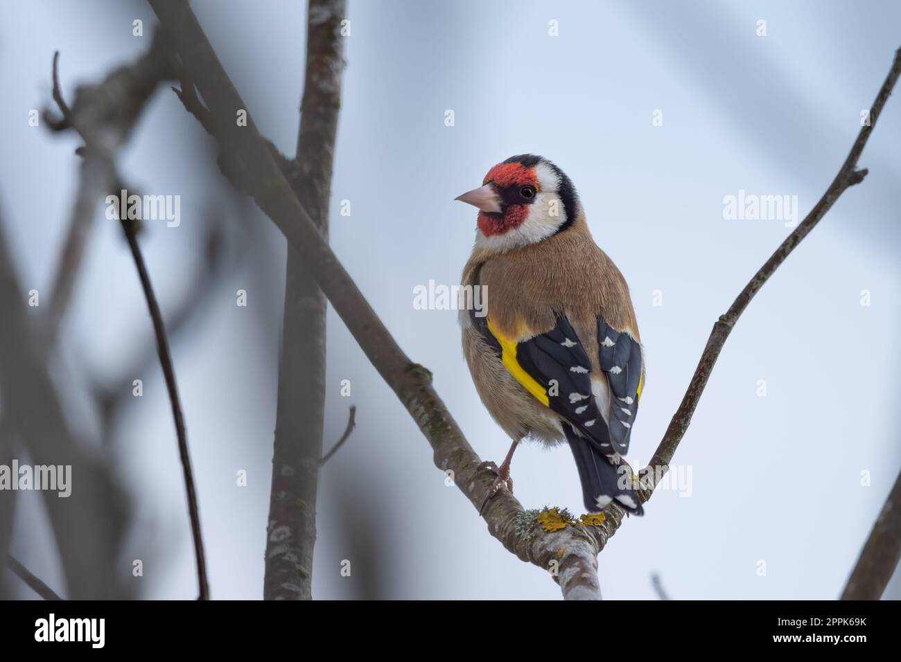 Goldfinch (Carduelis carduelis) in Perth, Perthshire, Scotland, UK ...