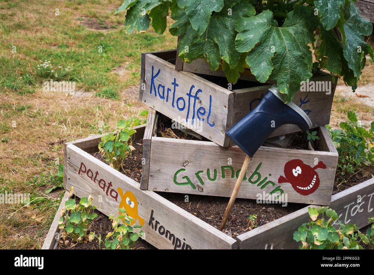 Vegetable backyard garden young hi-res stock photography and images - Alamy