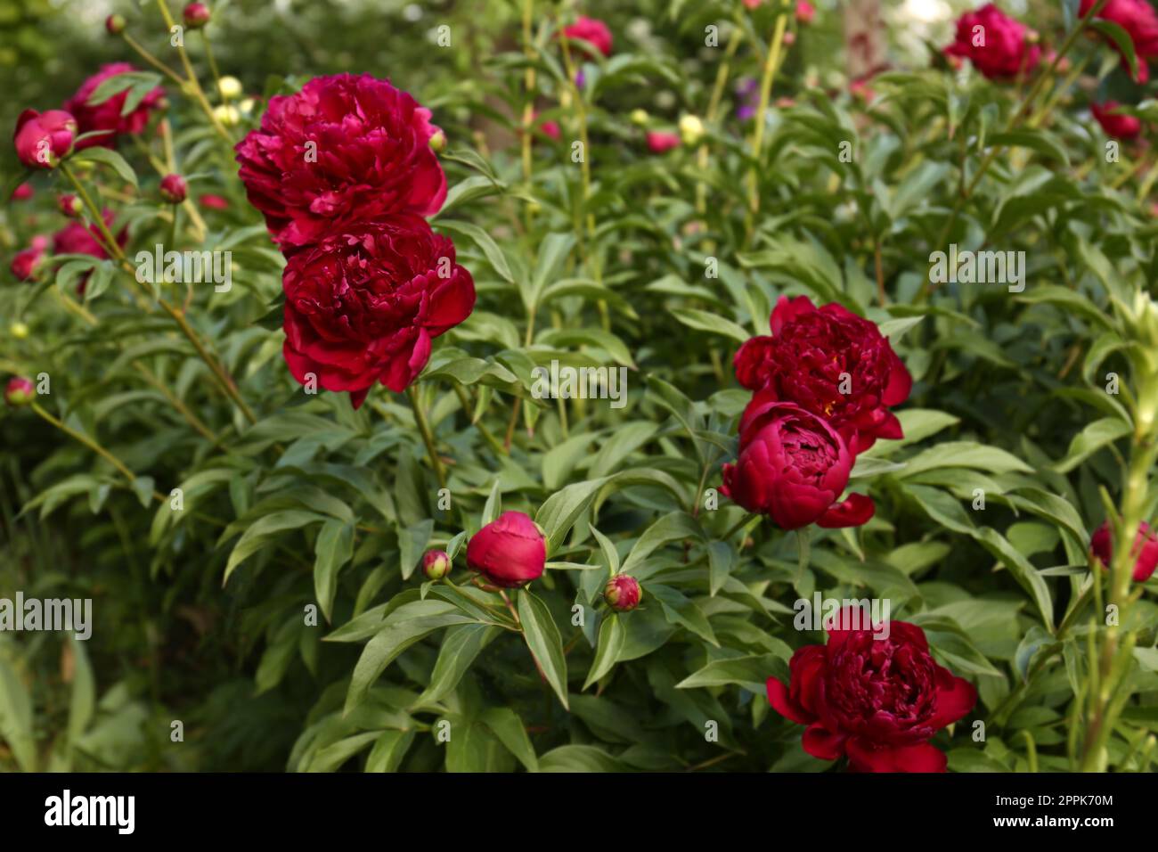 Beautiful peony plants with burgundy flowers outdoors Stock Photo - Alamy