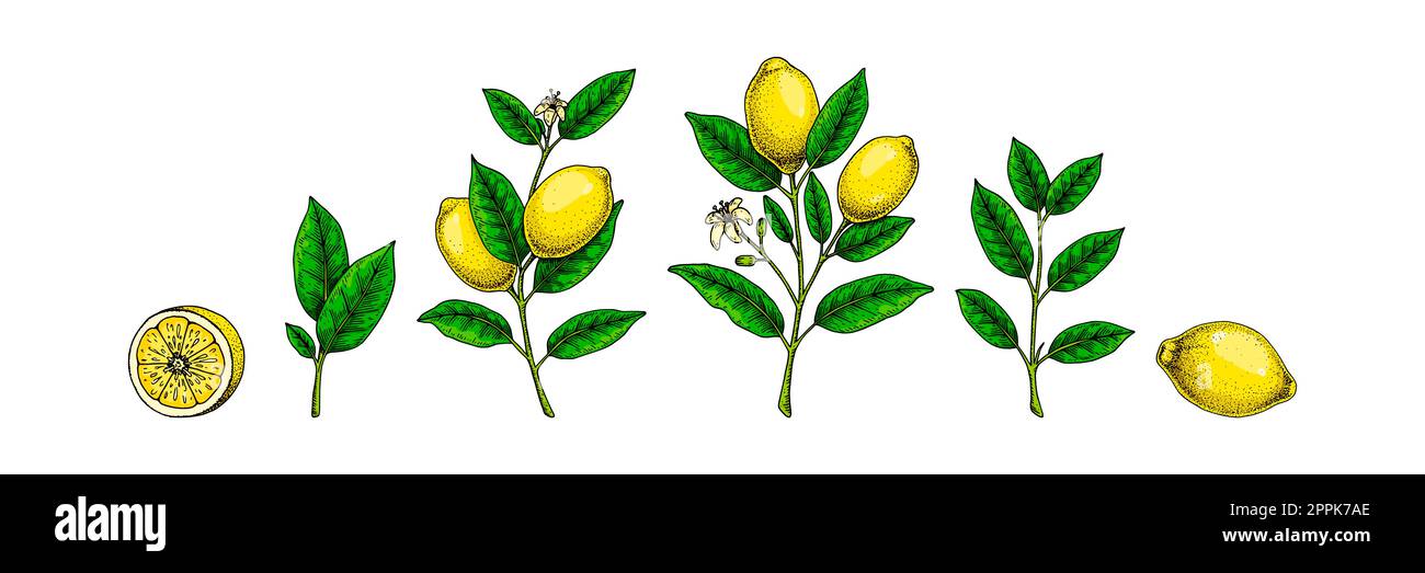 Lemon fruit, branches, leaves and slices. Colorful hand drawn vector ...