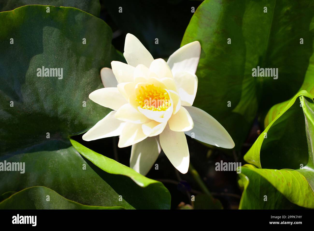 Bright beautiful spring flower orchid on the background of nature and ...