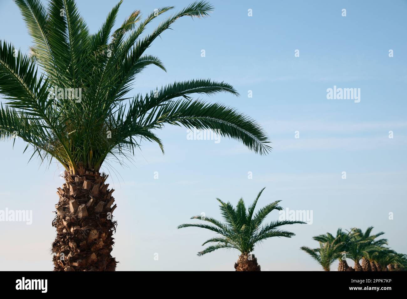 Beautiful palm trees with green leaves against blue sky. Tropical plant ...