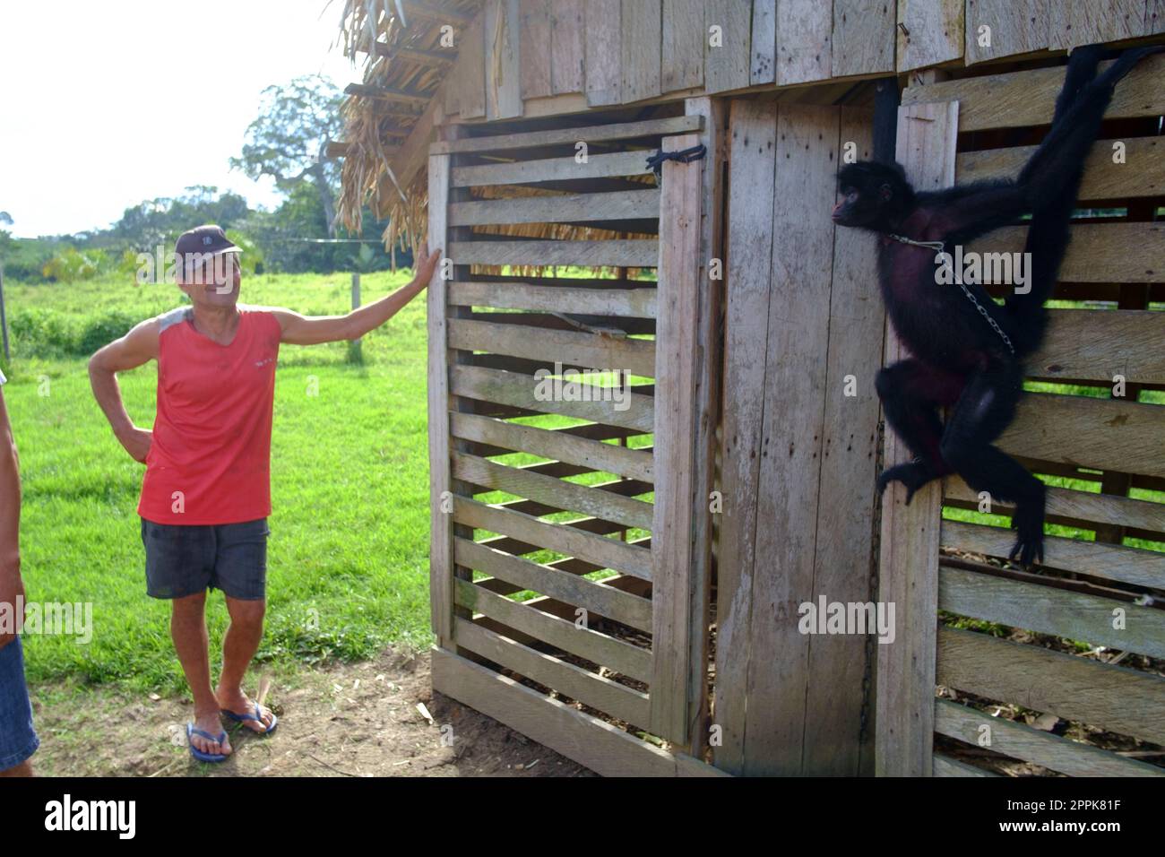 Amazon rainforest spider monkey hi-res stock photography and images - Alamy
