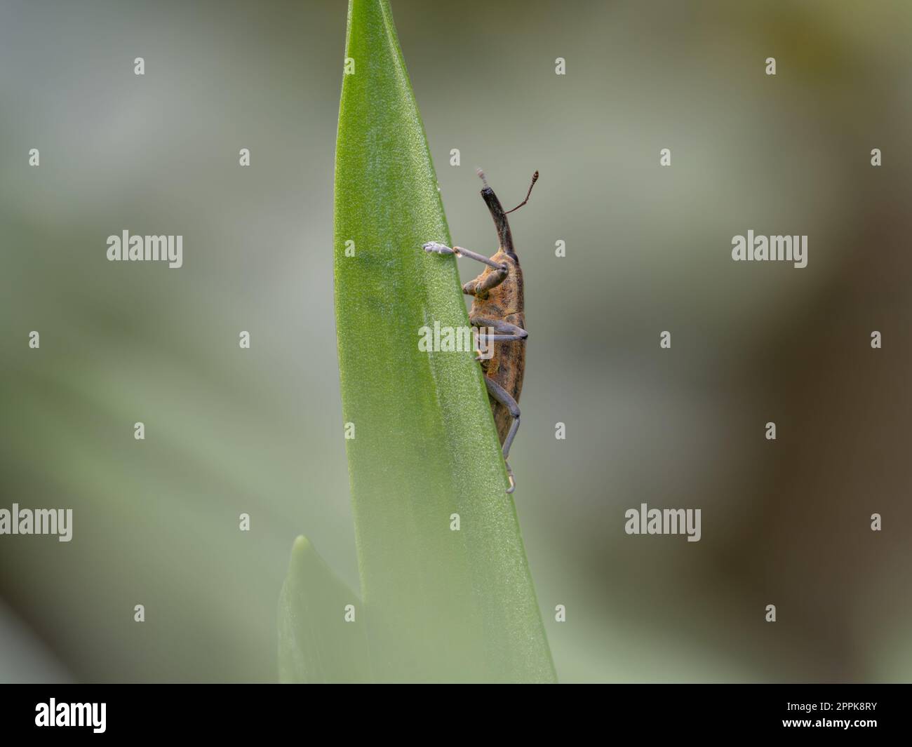 Large weevil (approx 20mm) sitting on a Bluebell leaf in urban garden ...