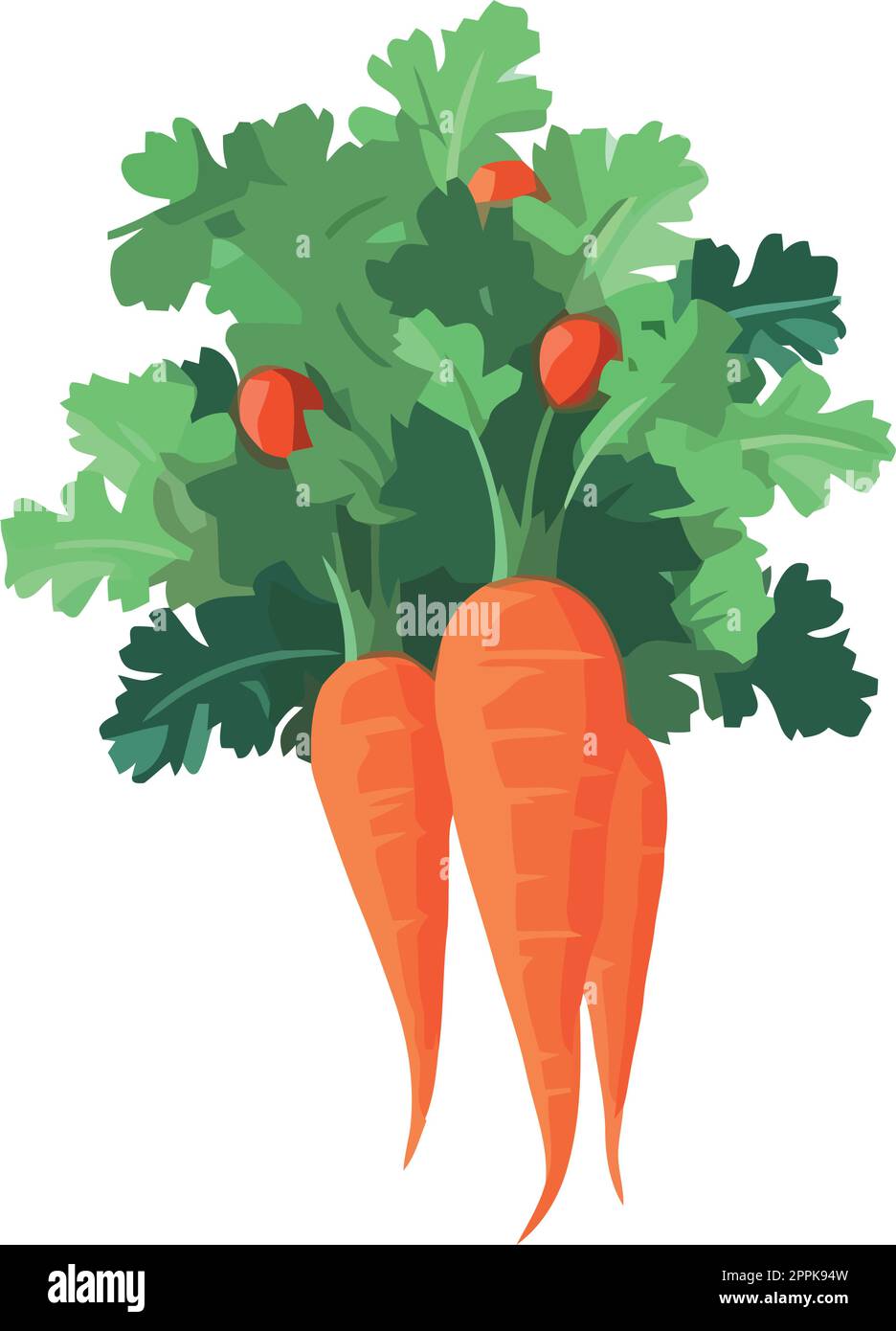 Cartoon illustration parsley root vegetable hi-res stock photography ...