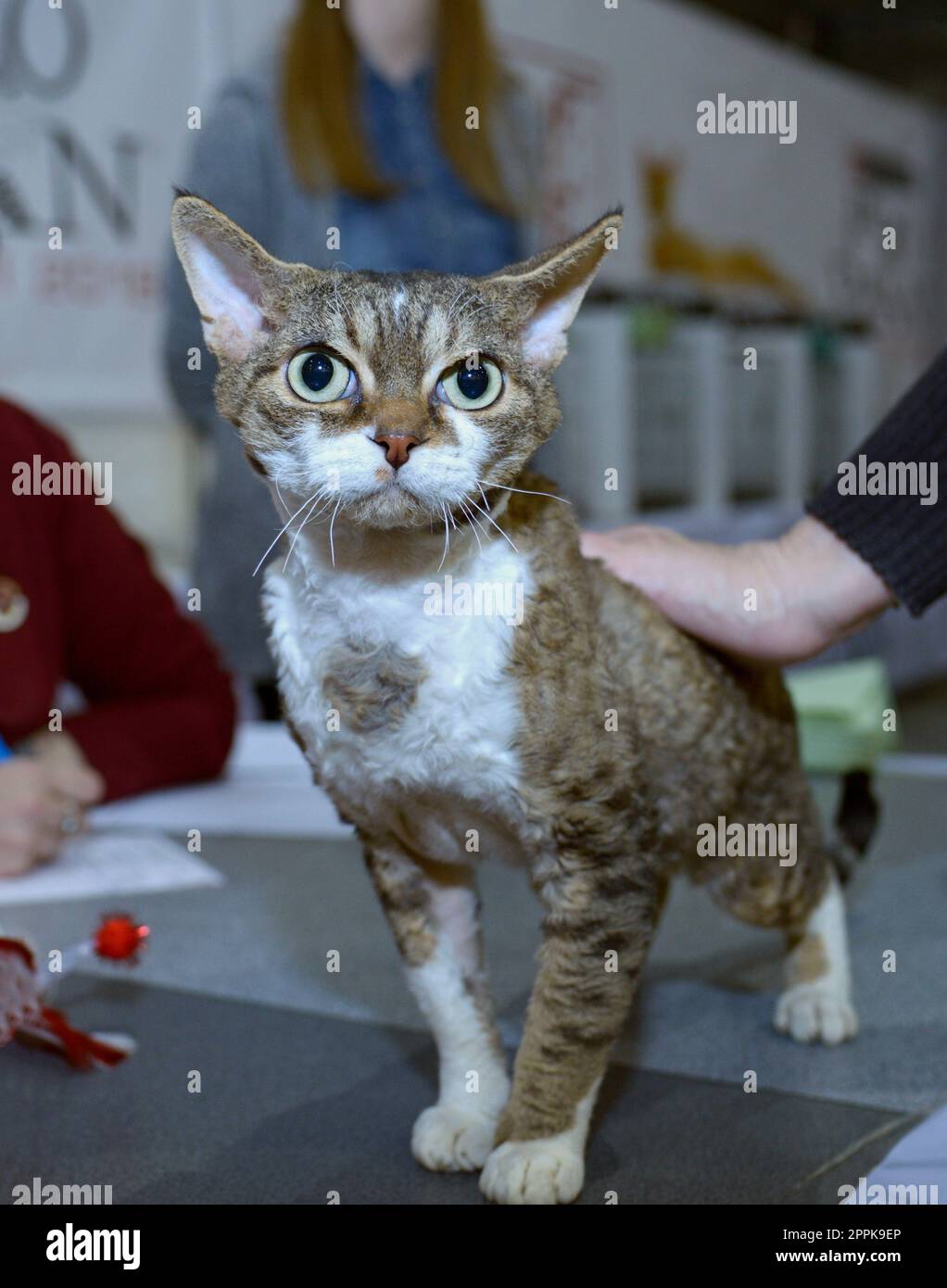Owner hand holding cat of Devon Rex breed standing on a judge table ...
