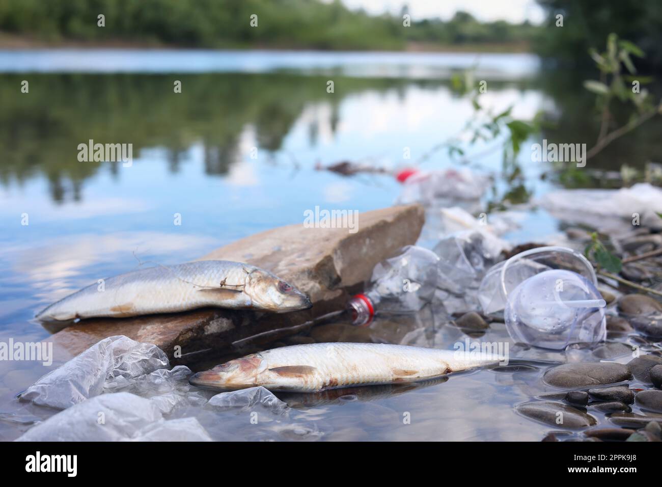 Dead fishes among trash in river. Environmental pollution concept Stock ...