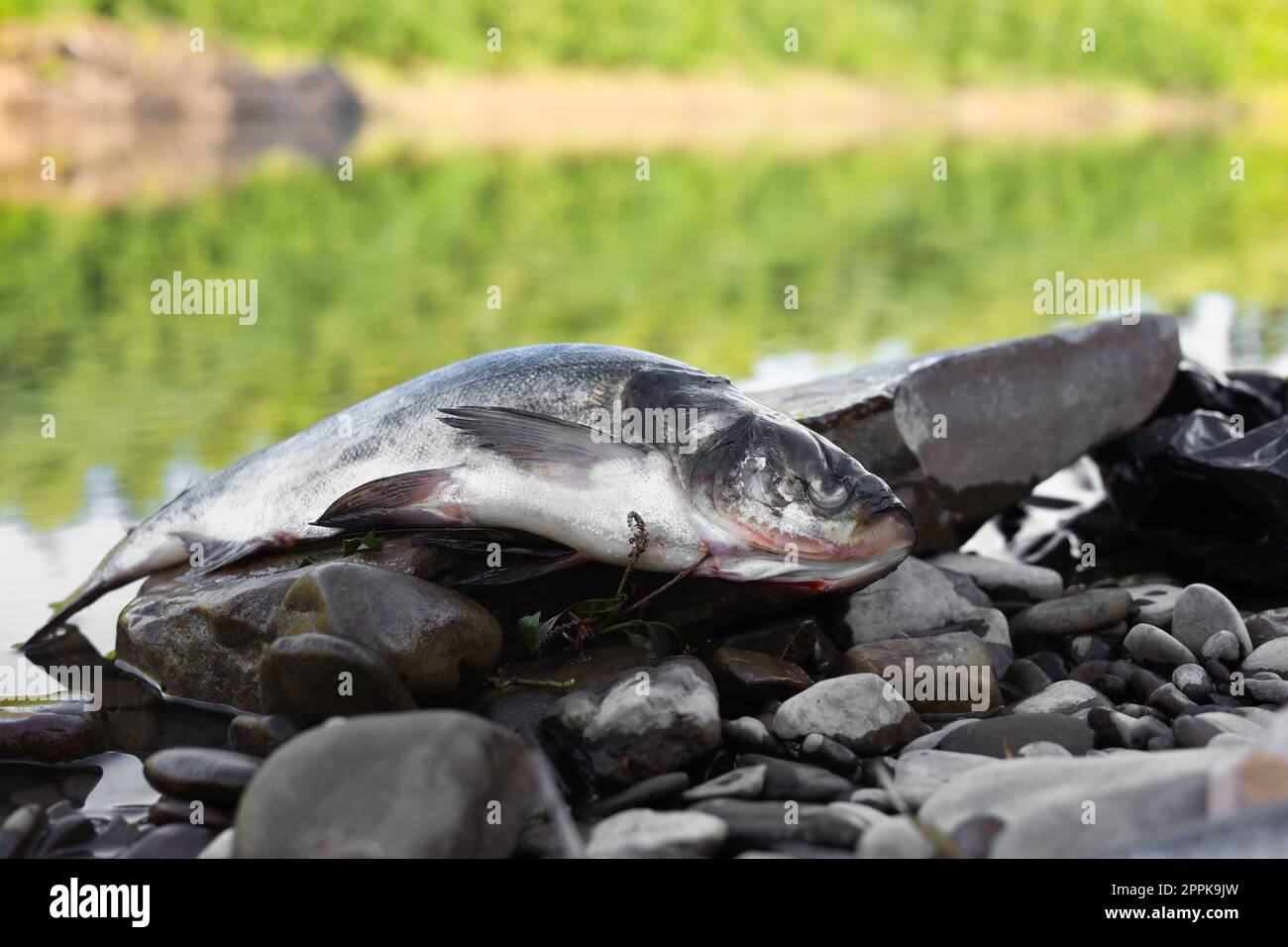 Dead fish on stone near river. Environmental pollution concept Stock ...