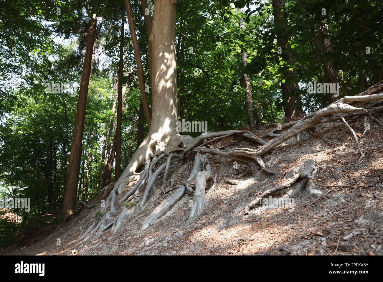 Tree roots visible through ground in forest Stock Photo - Alamy