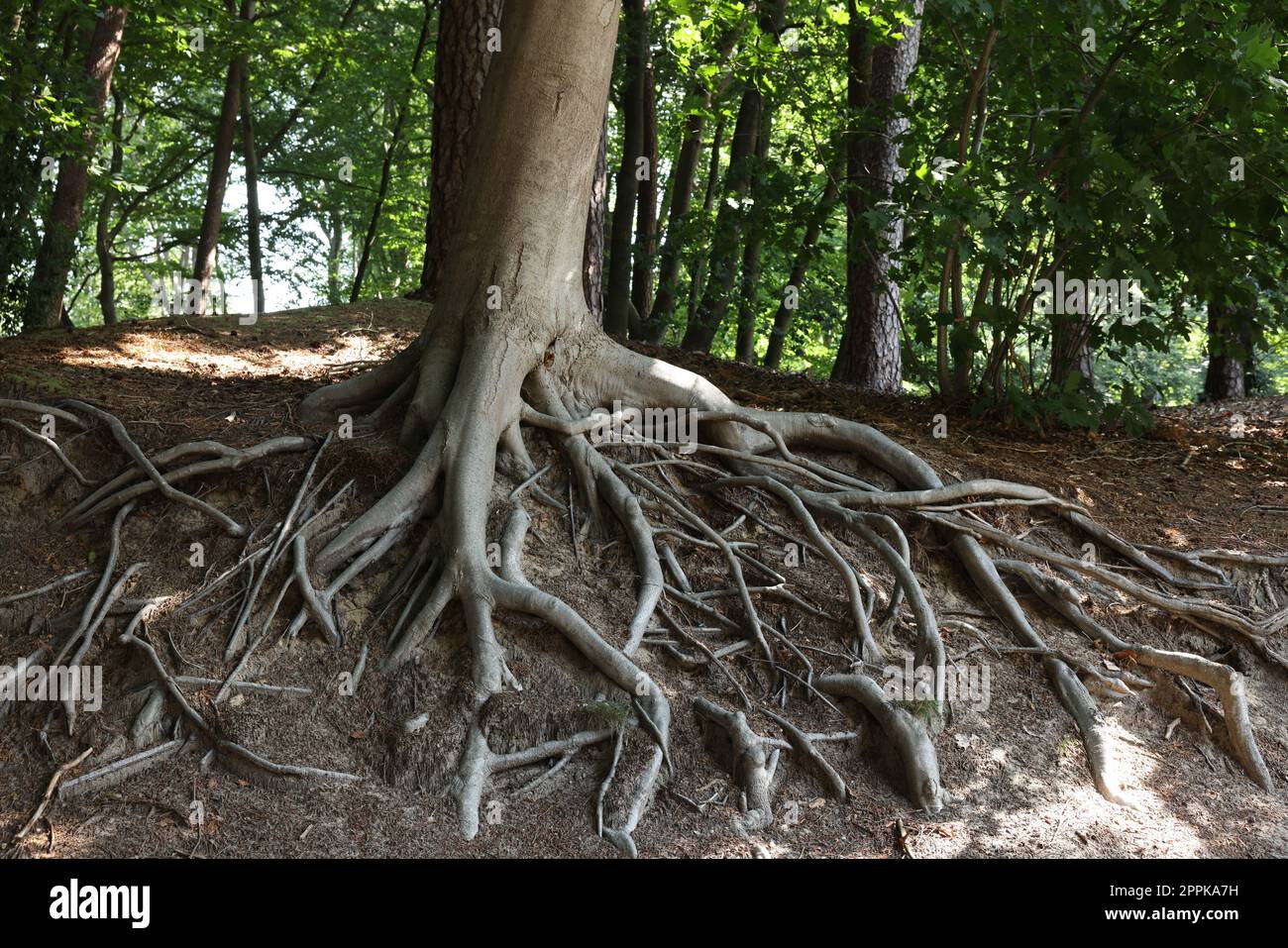 Tree roots visible through ground in forest Stock Photo - Alamy