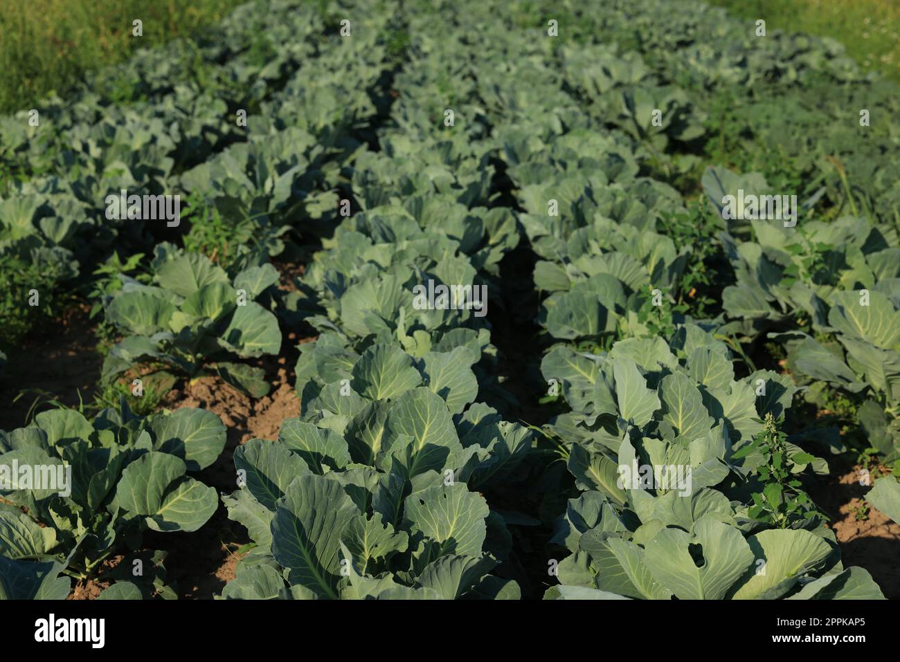 Many green cabbages growing in field. Industrial agriculture Stock ...