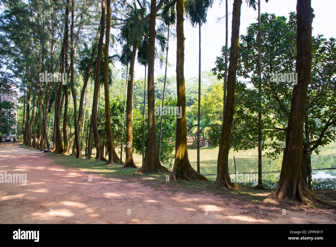 a row of rows trees in the park landscape view Stock Photo - Alamy