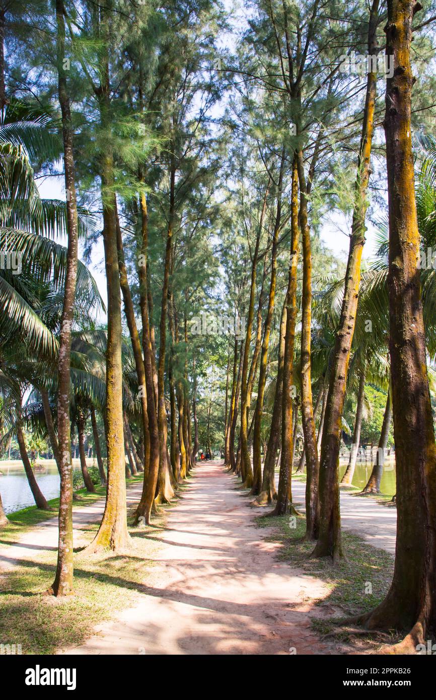 a row of rows trees in the park landscape view Stock Photo - Alamy