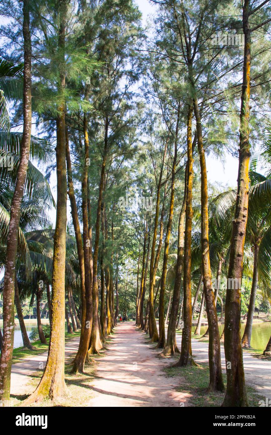 a row of rows trees in the park landscape view Stock Photo - Alamy