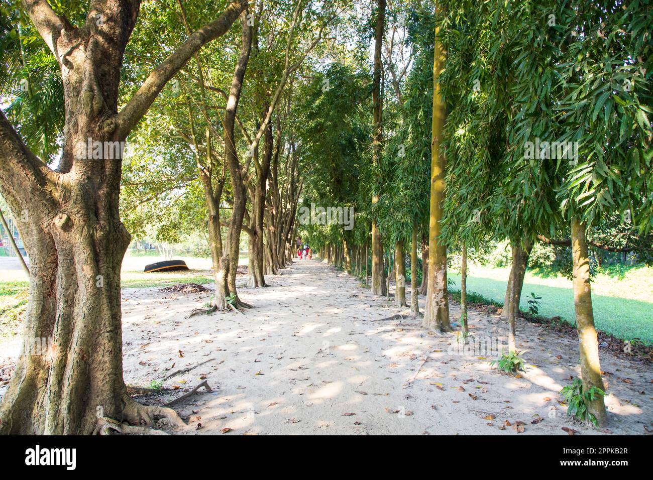 Natural Green Tree in the Park Stock Photo - Alamy