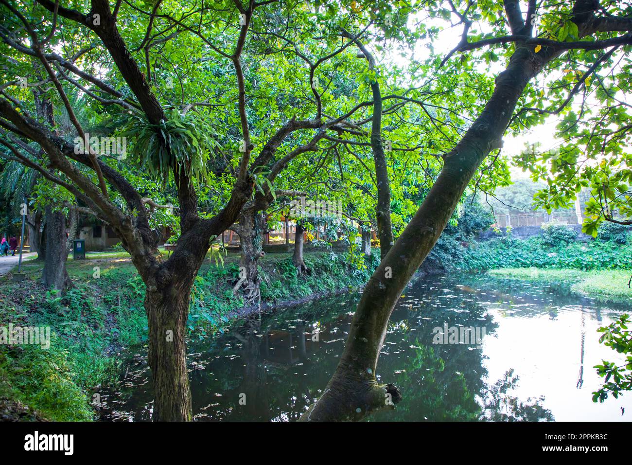 Natural Green Tree in the Park Stock Photo - Alamy