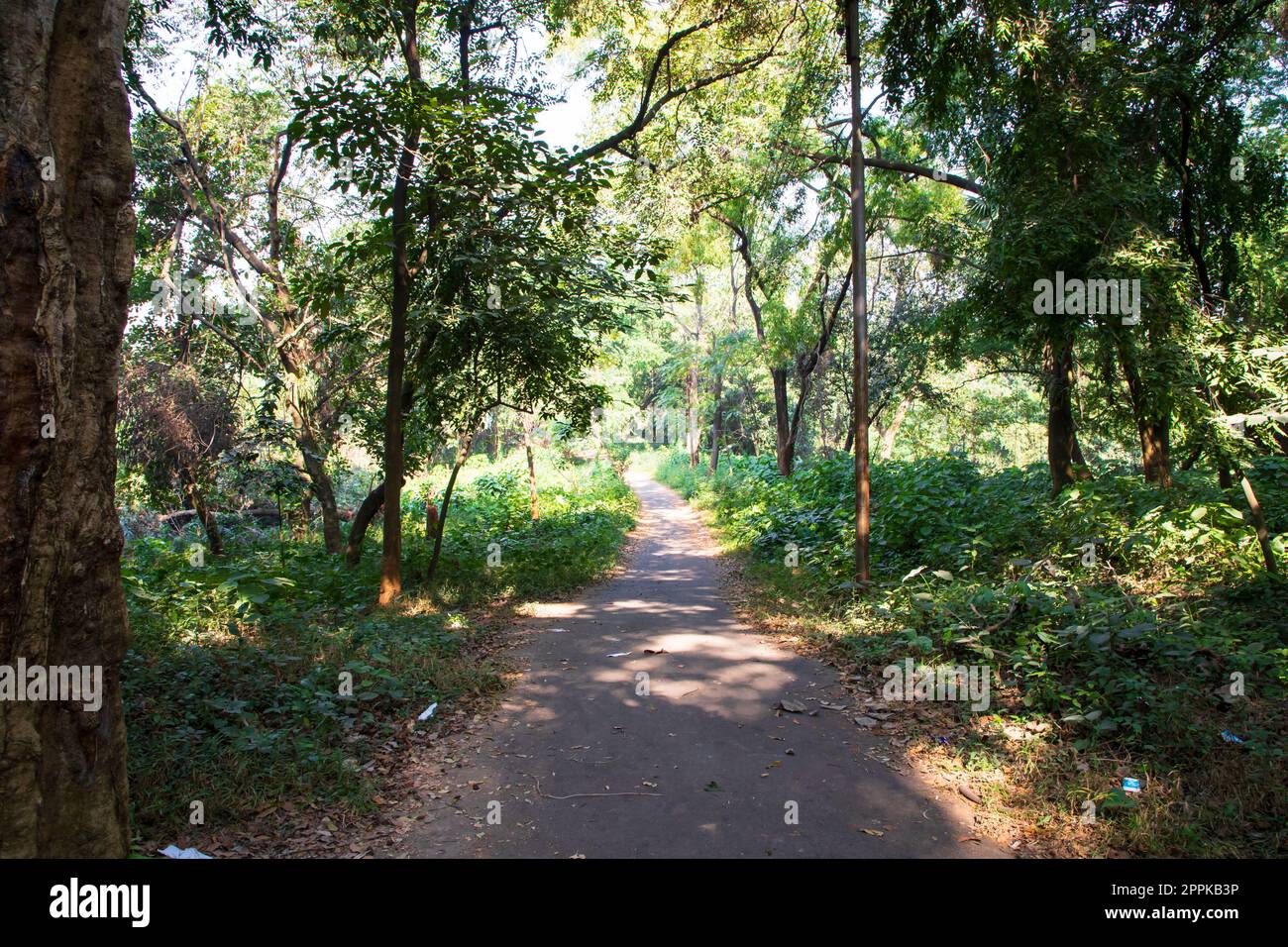 Trees natural hi-res stock photography and images - Alamy