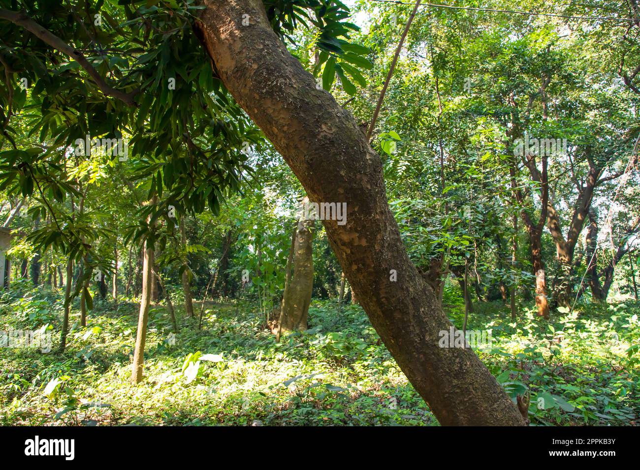 Natural Forest Green Trees in the botanical garden park Stock Photo - Alamy