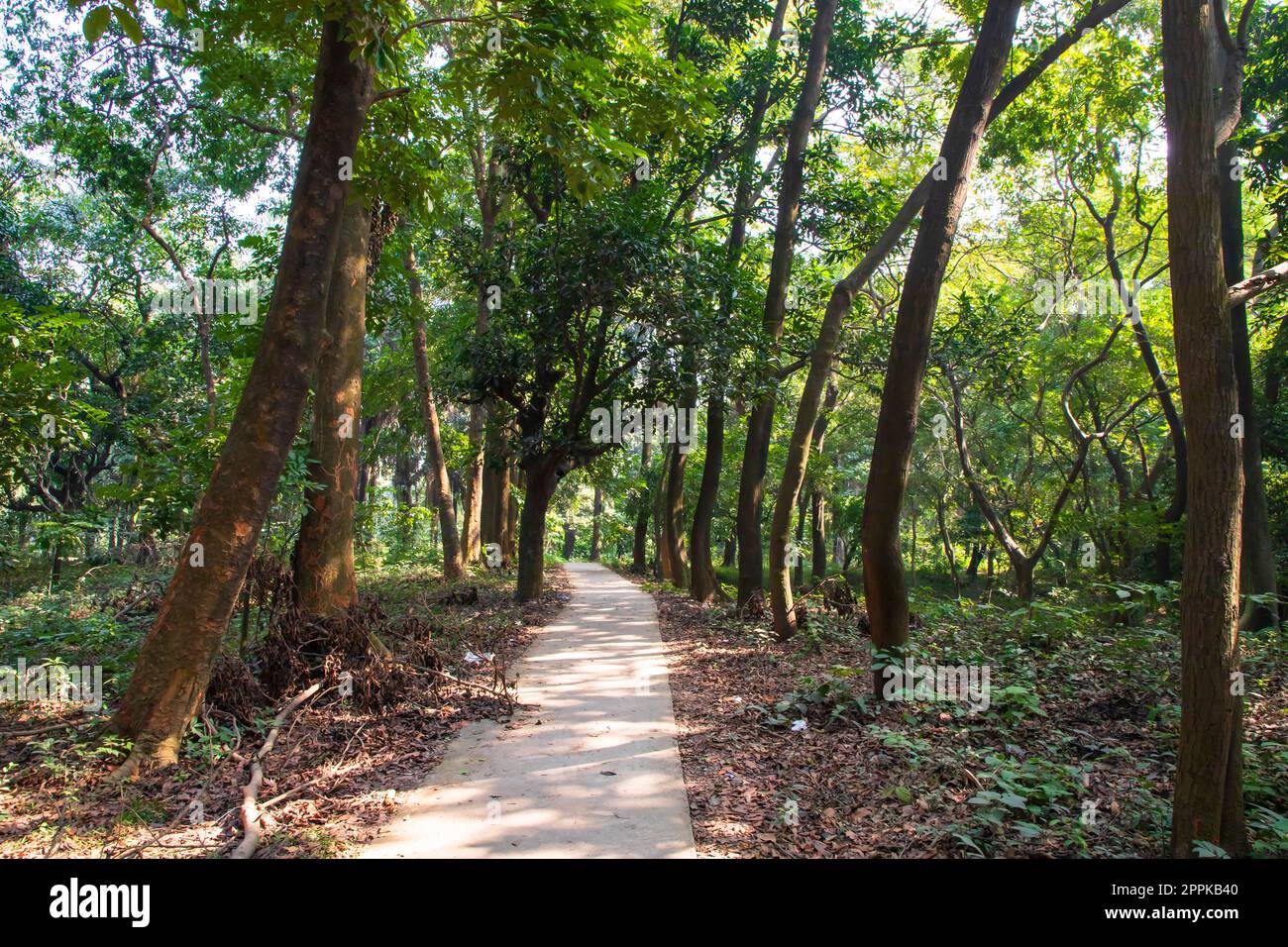 Natural Forest Green Trees in the botanical garden park Stock Photo - Alamy