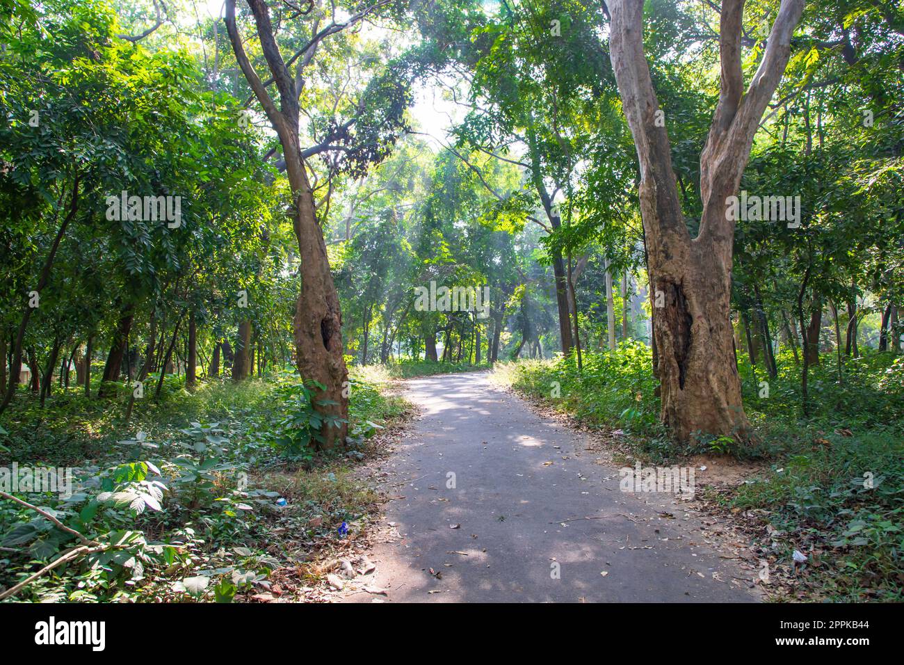 Natural Forest Green Trees in the botanical garden park Stock Photo - Alamy