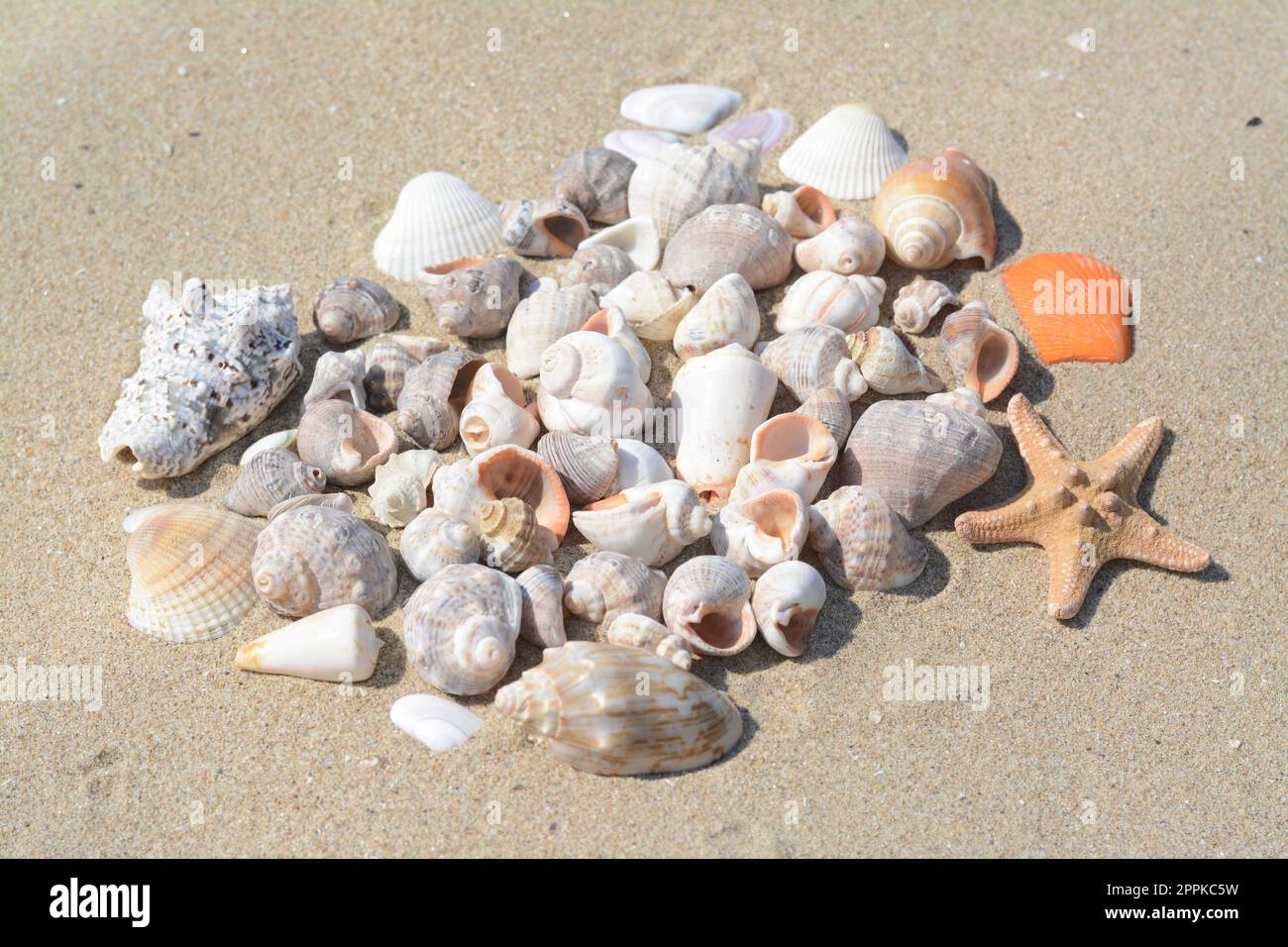Beautiful starfish and sea shells on sandy beach Stock Photo - Alamy