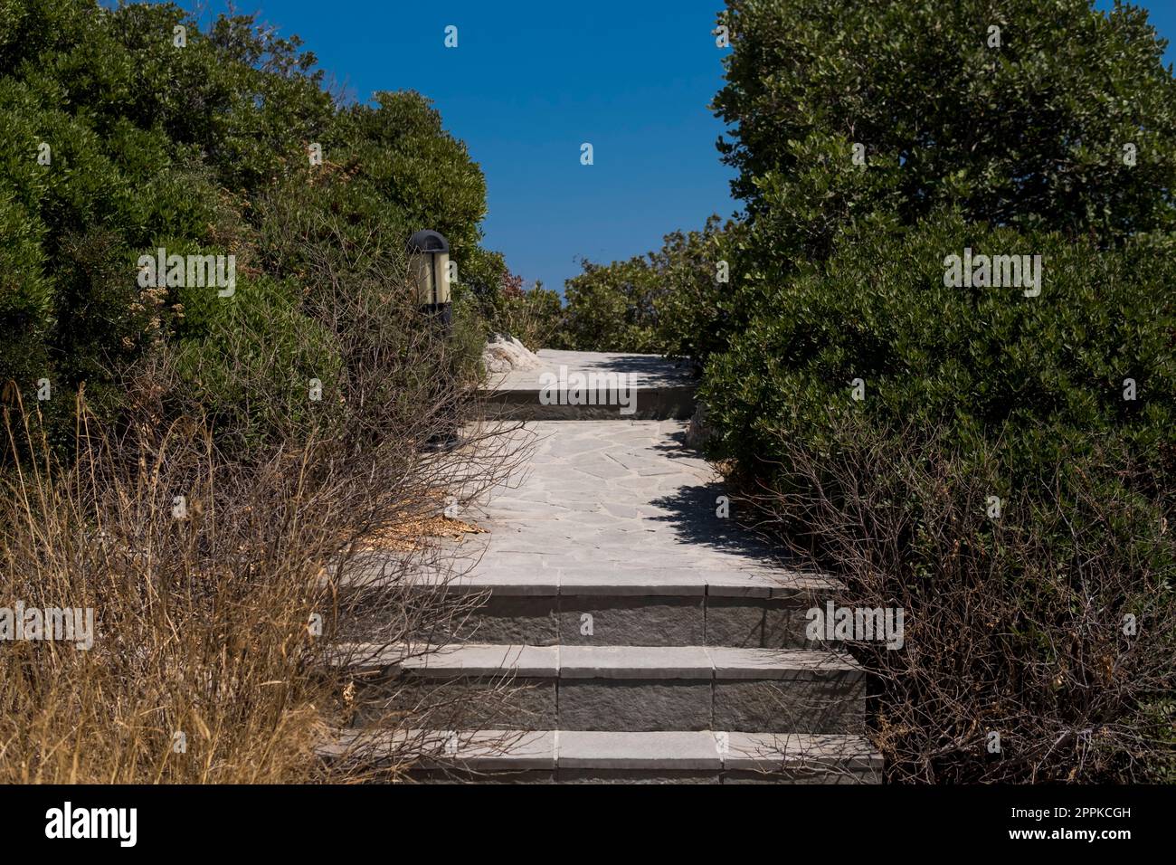 path and stairs between plants Stock Photo - Alamy