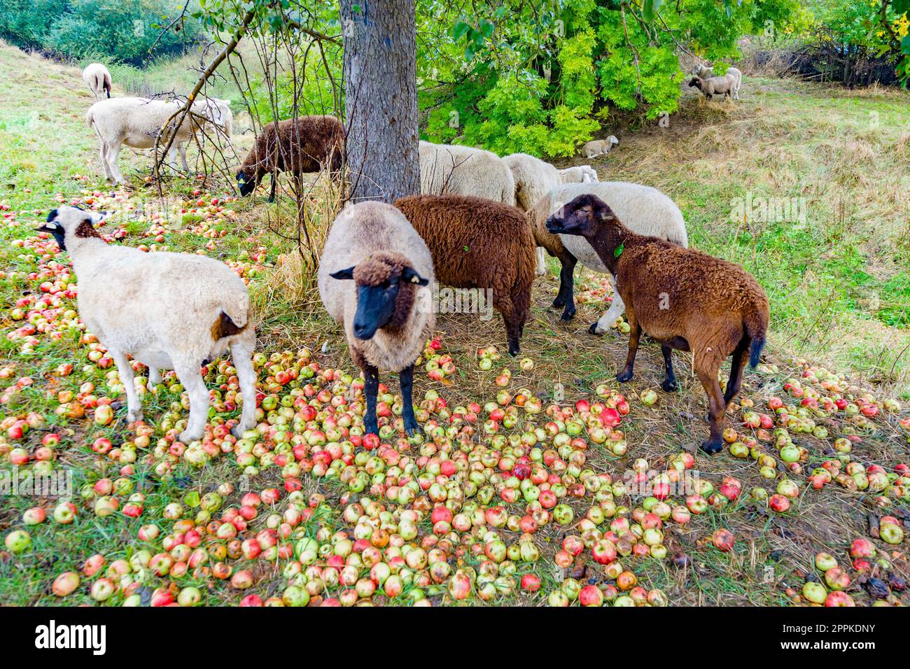 Eating under a tree hi-res stock photography and images - Alamy