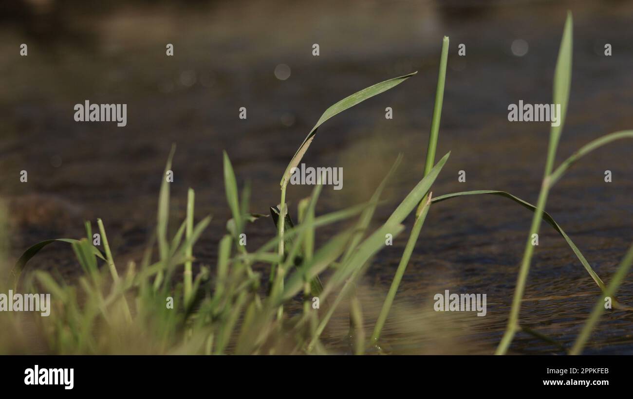 Vertical Close up view of rich green grasses Stock Photo - Alamy