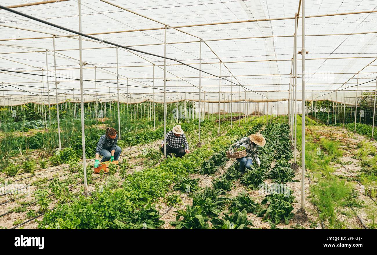 Group of people working inside farm greenhouse picking up organic chard ...