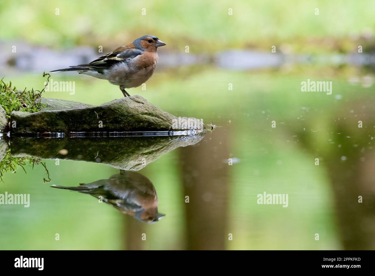 A finch with its reflection in the water Stock Photo - Alamy