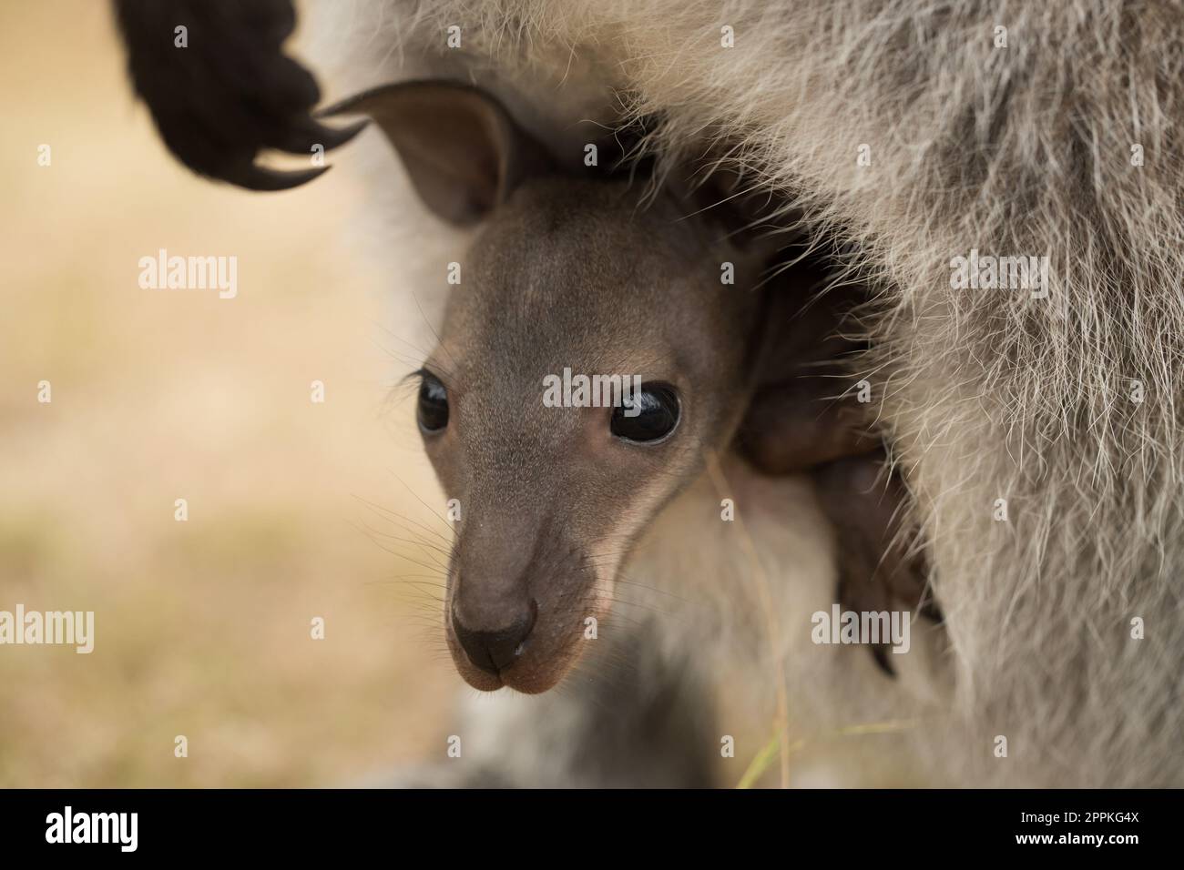 An Australian marsupial baby red necked wallaby joey (Macropus ...