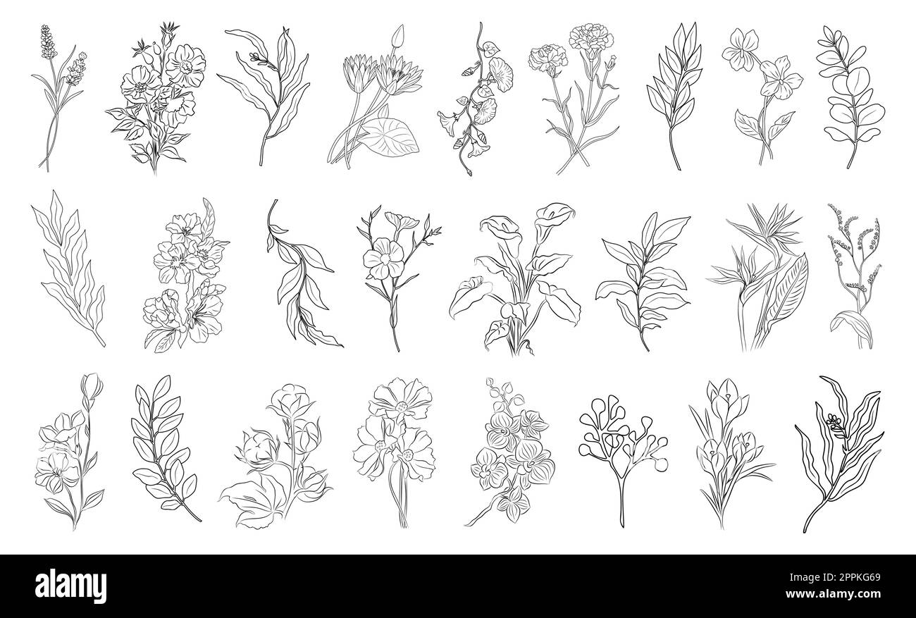 Orchid leaves on white Black and White Stock Photos & Images - Alamy