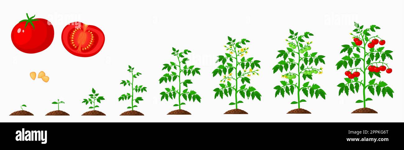 Tomato growth stages, vegetable plant life cycle of vector agriculture ... Tomato growth stages, vegetable plant life cycle of vector agriculture ...