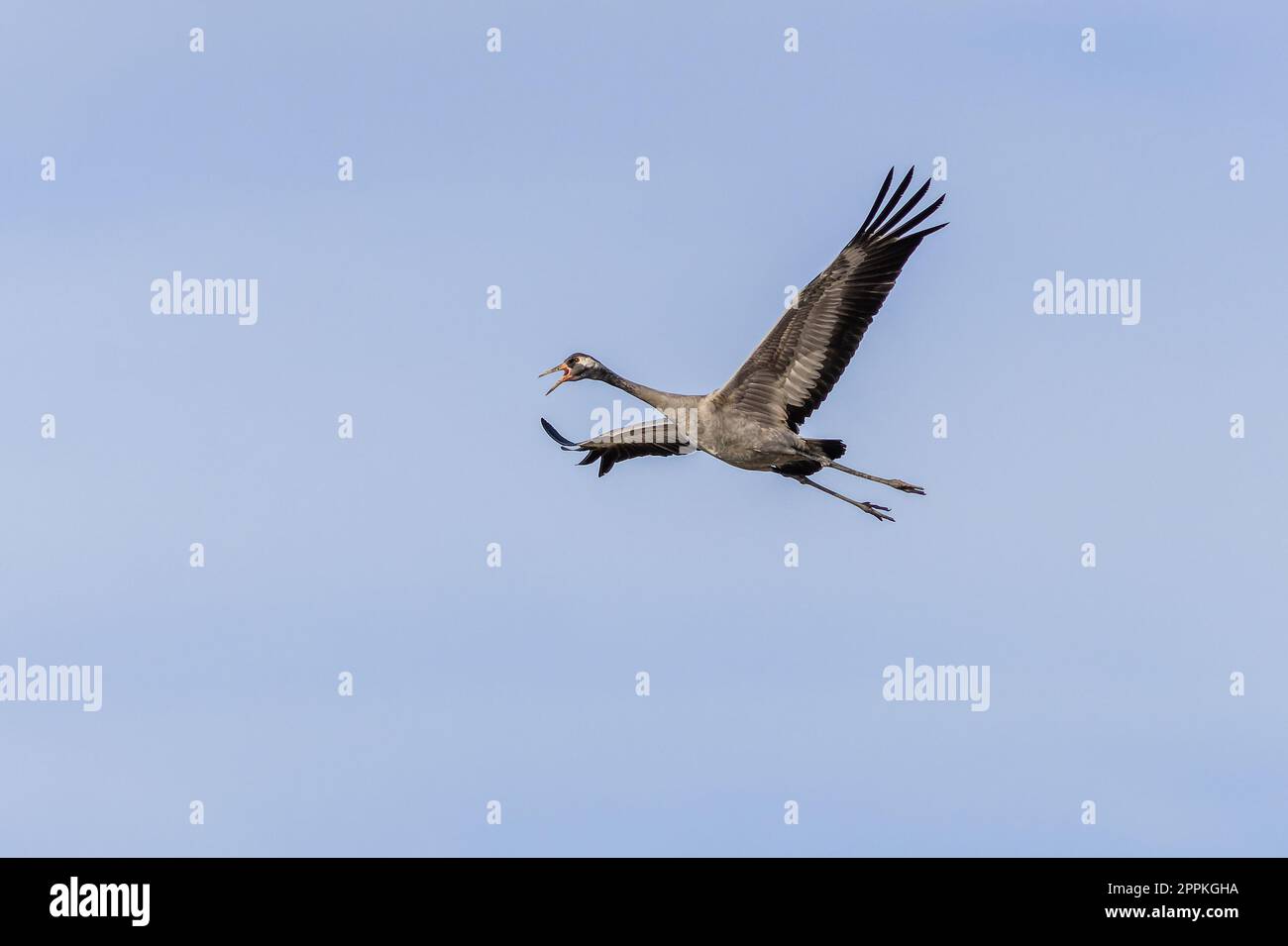 The common crane, a large grey bird, flying with open beak. Sunny ...