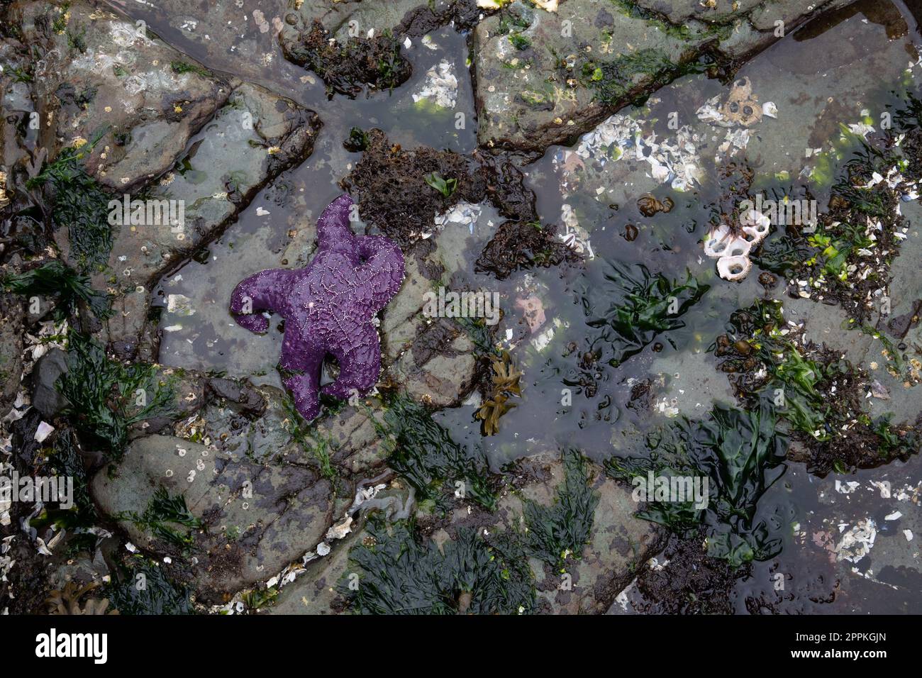 Purple ochre sea star found on a rocky beach along the Gulf Islands ...