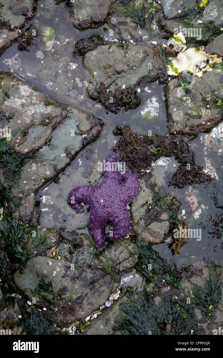 Purple ochre sea star found on a rocky beach along the Gulf Islands ...