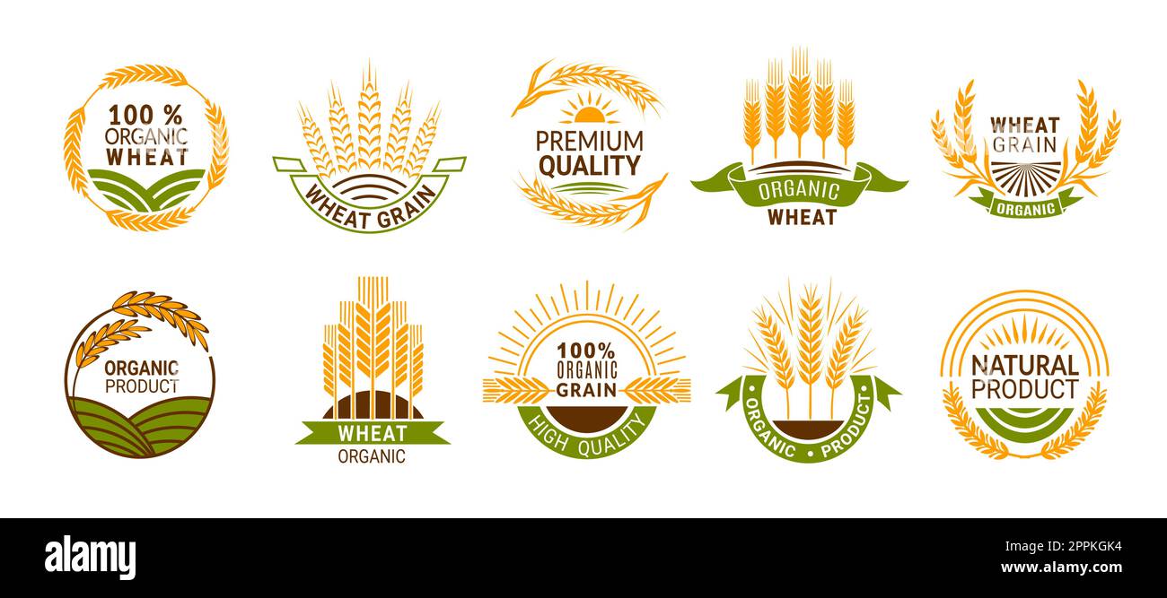 Wheat ears icons, cereal spikes of rye, barley or rice millet, vector ...