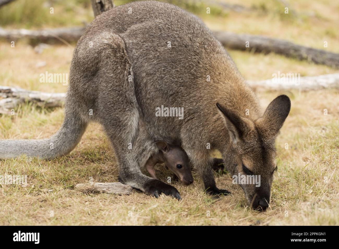 An Australian marsupial red necked wallaby (Macropus rufogriseus ...